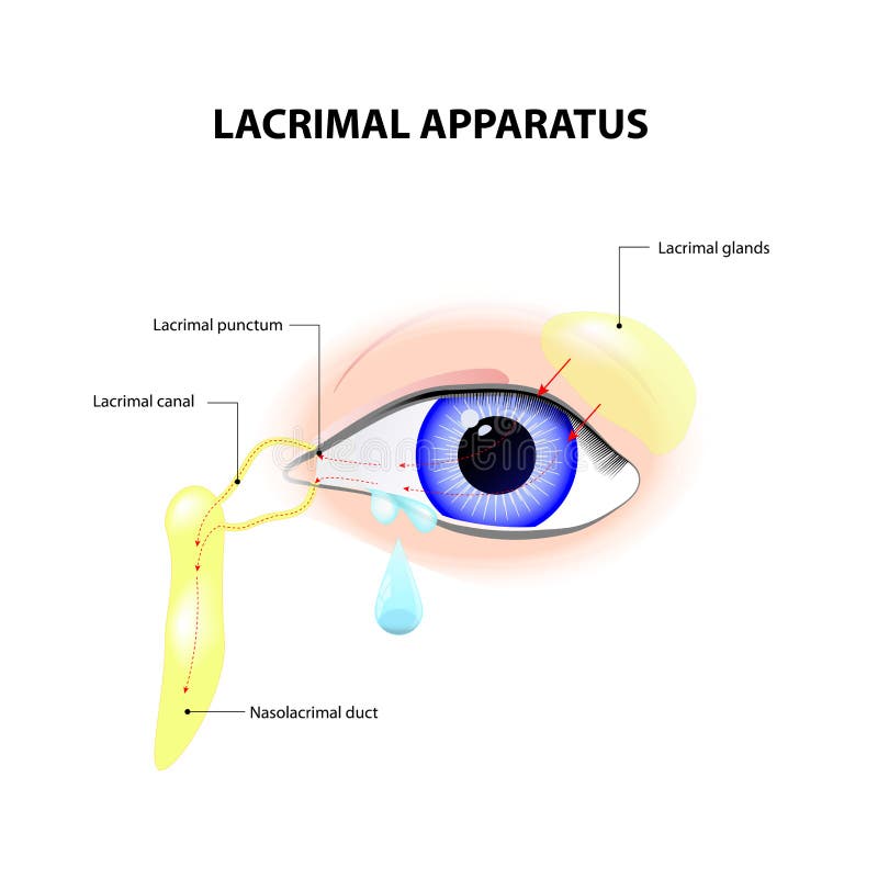 Appareil lacrymal illustration de vecteur. Illustration du humeur ...