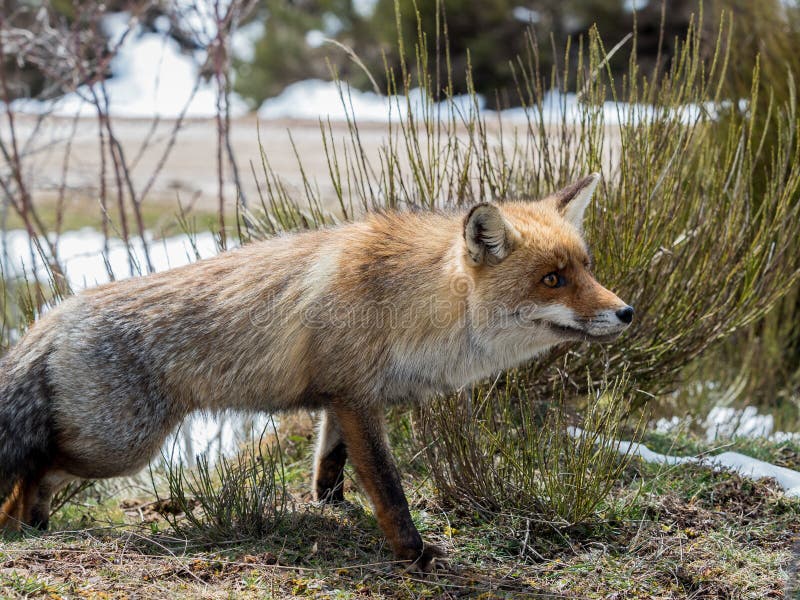 Apparence De Renard Rouge (vulpes De Vulpes) Image stock - Image du ...