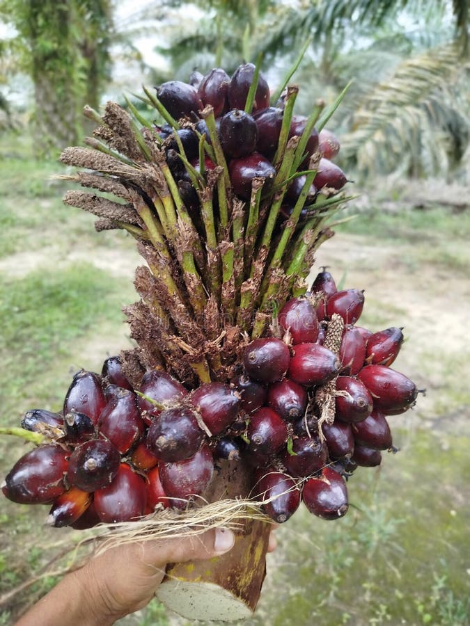The Appearance of Abnormal Oil Palm Fruit Stock Image - Image of palm ...