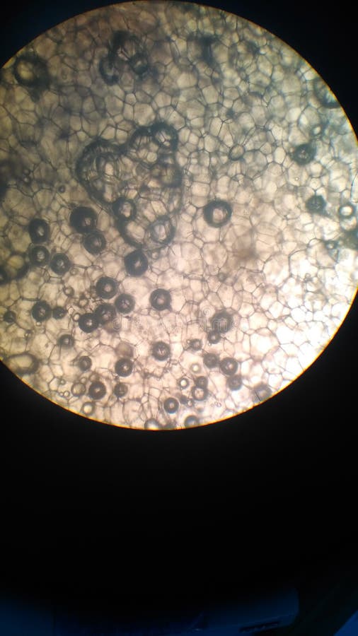 192 Microscope Appearance Photos - Free & Royalty-Free Stock Photos ...