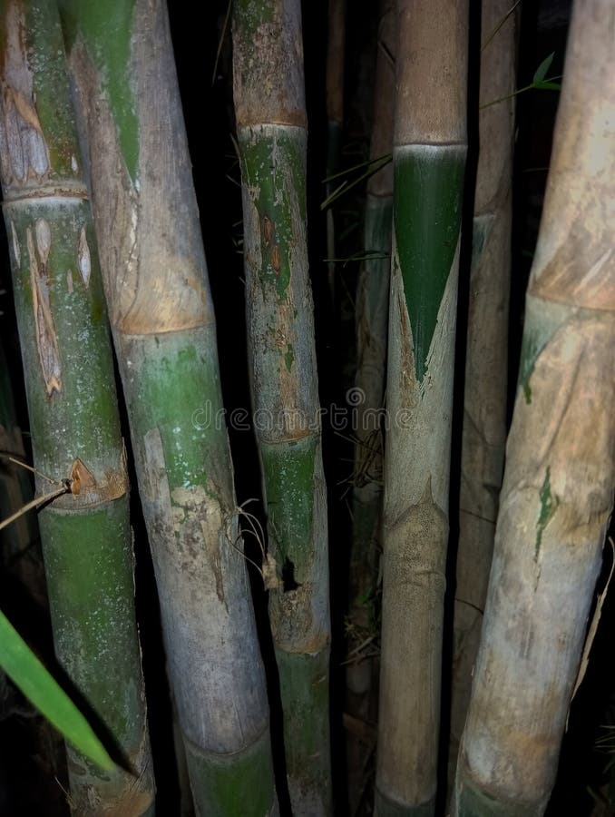 Appearance of Bamboo Tree Trunks at Night Stock Photo - Image of night ...