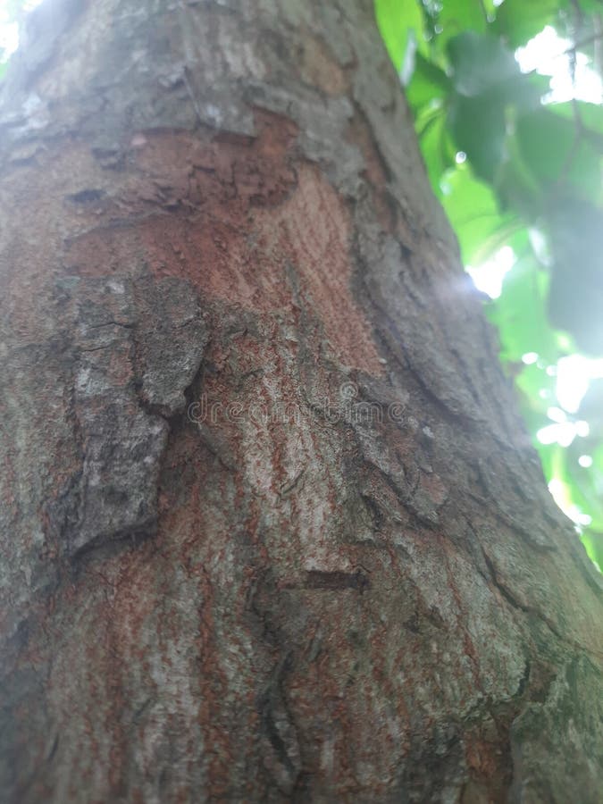 The Appearance of the Bark of a Tree Stock Image - Image of nature ...