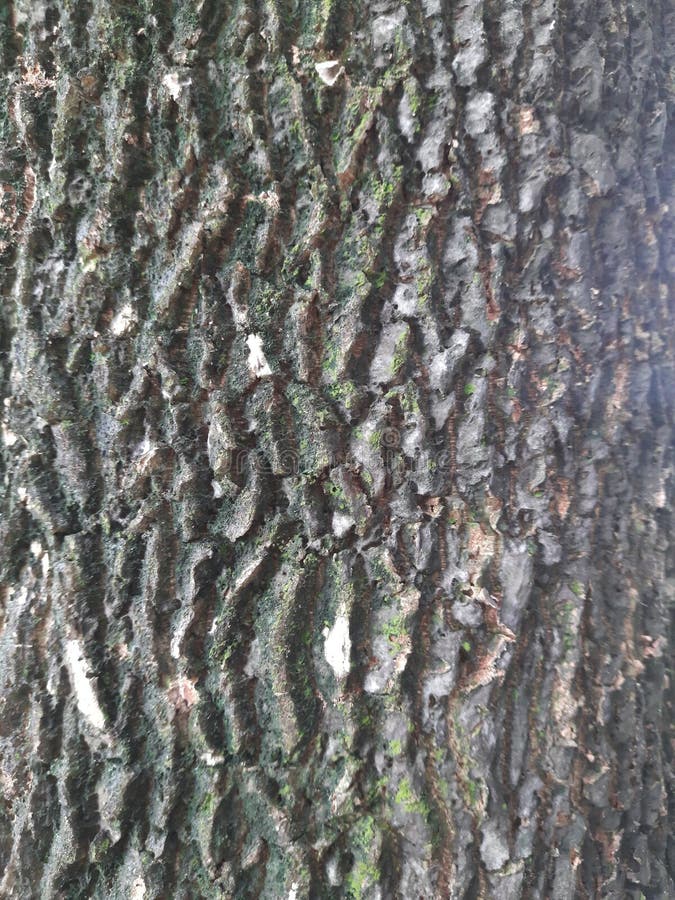 The Appearance of the Bark of a Tree Stock Photo - Image of natural ...