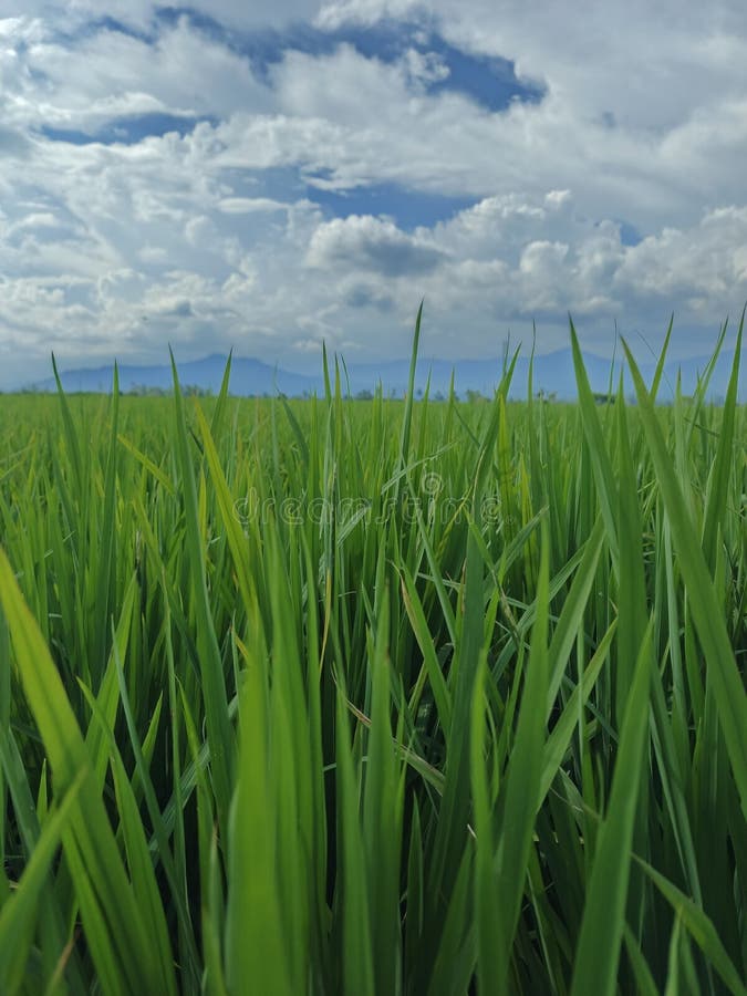 Appearance Fertile Rice Stock Photos - Free & Royalty-Free Stock Photos ...