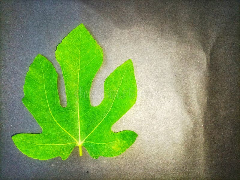 108 Adam Fig Leaves Stock Photos - Free & Royalty-Free Stock Photos ...