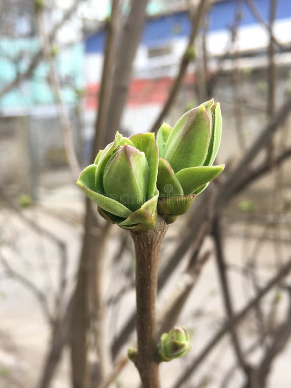 Appearance of First Buds in Spring Stock Photo - Image of background ...