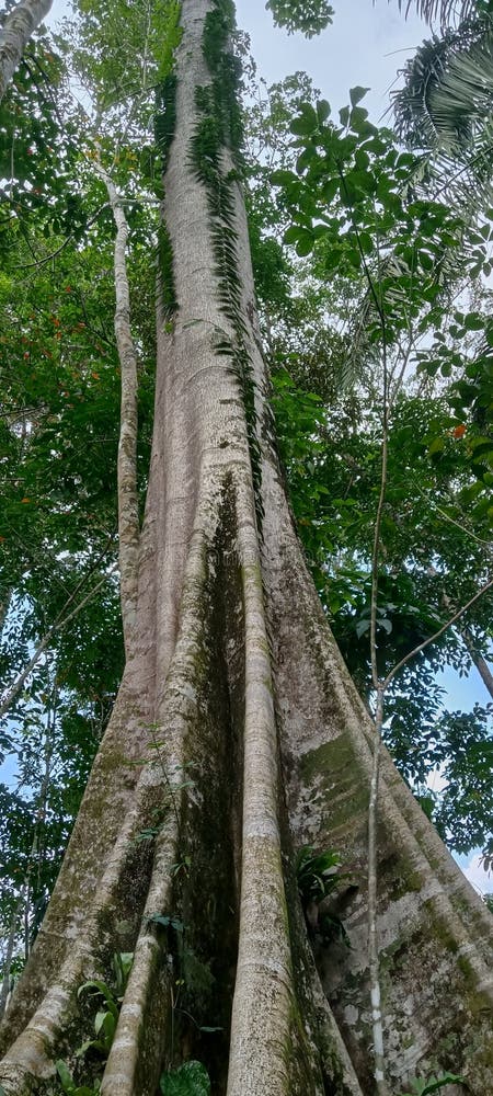 Appearance of a Giant Tree in the Interior of North Sumatra Stock Photo ...