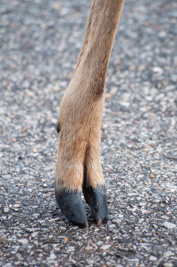 Deer hoof stock photo. Image of ground, animal, forward - 21194520