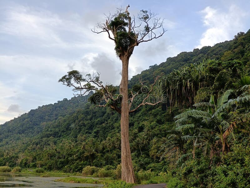 The Appearance of a Large Tree Growing on the Edge of the Lake Stock ...