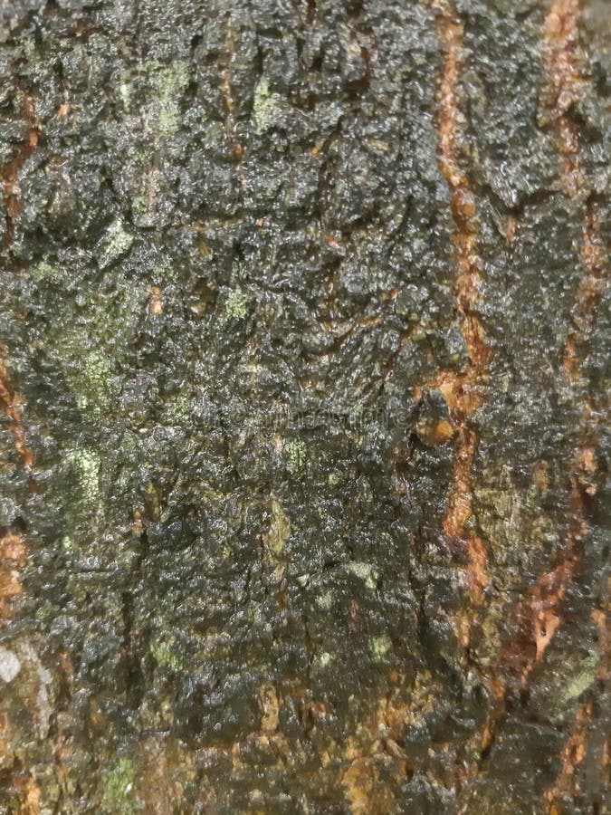 The Appearance of the Mango Tree Bark Texture Seen from the Front Stock ...