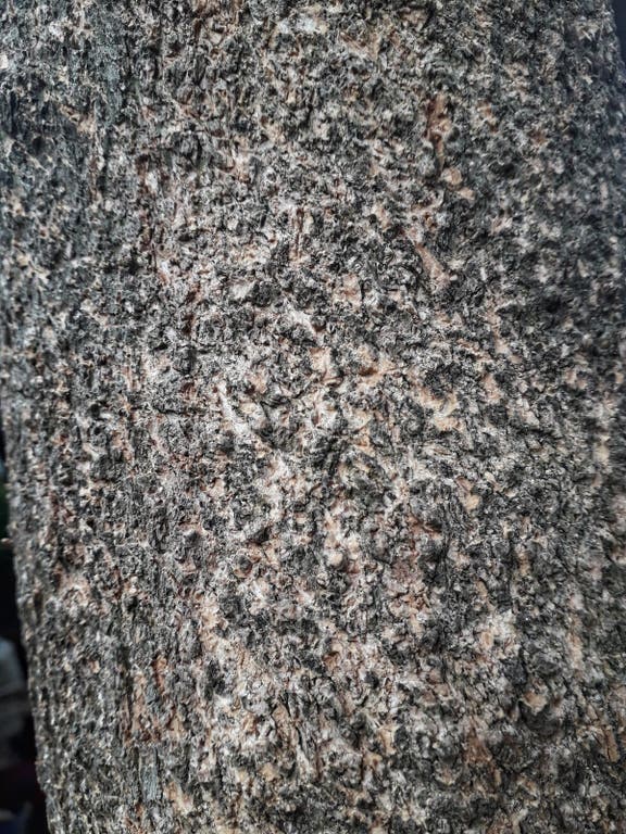 Appearance of moringa bark stock image. Image of flooring - 394153151