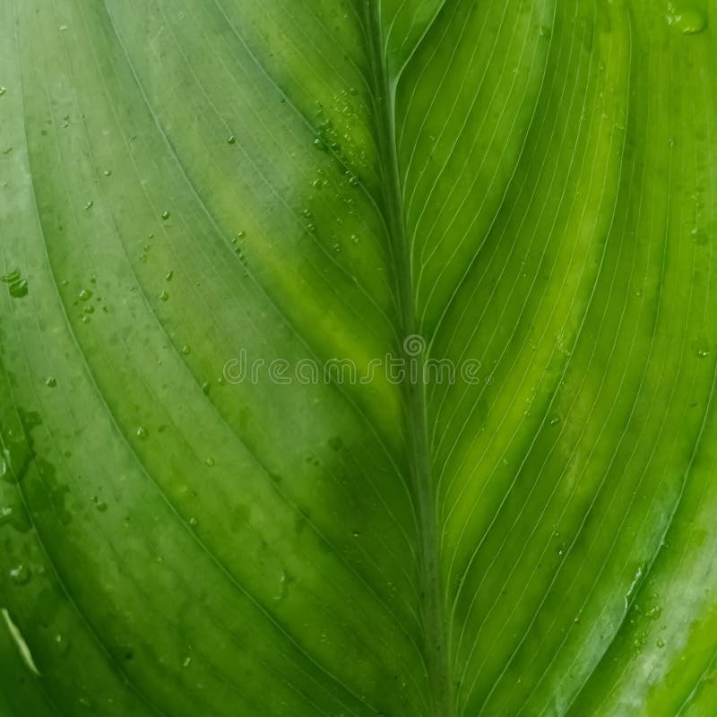 Appearance of Parallel Leaf Veins on Turmeric Leaves Stock Image ...