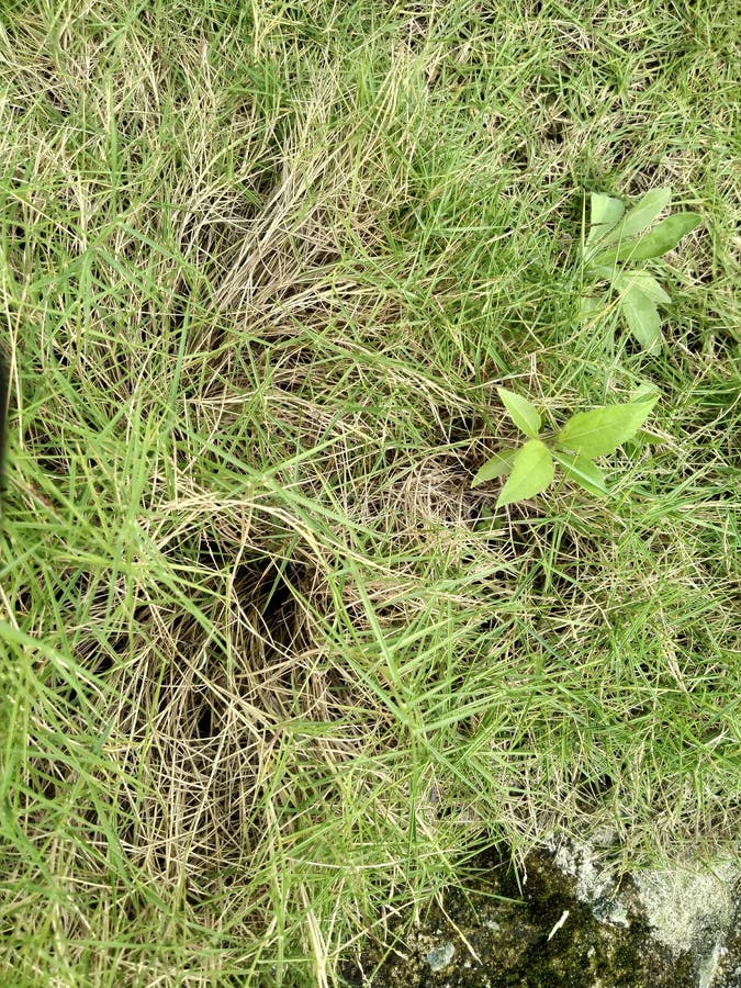 Appearance of Small Green Grass Growing Wildly Stock Image - Image of ...