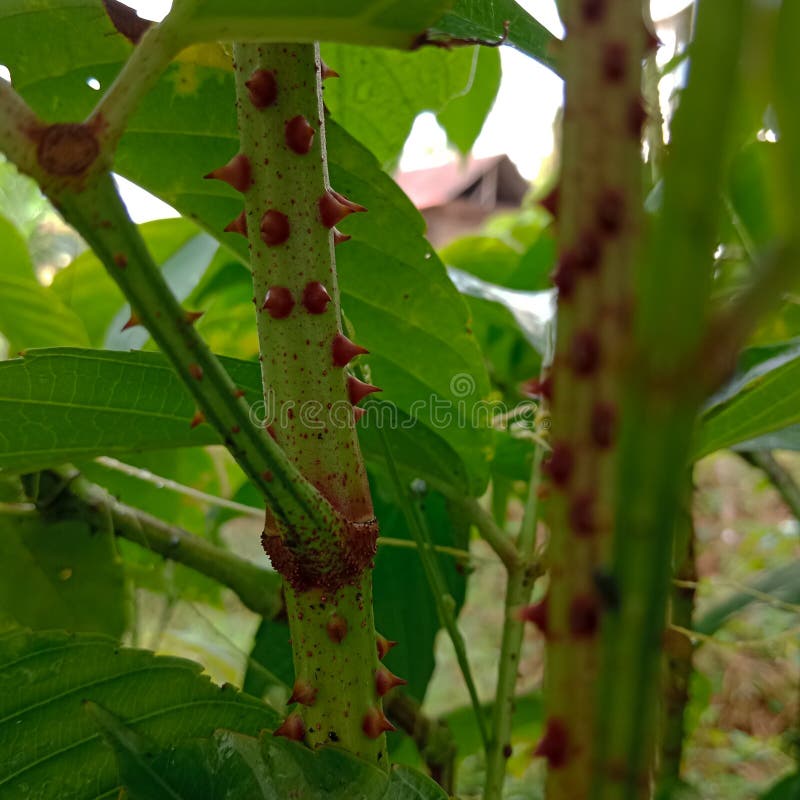 Appearance of Spines on Plant Stems Stock Photo - Image of jungle ...
