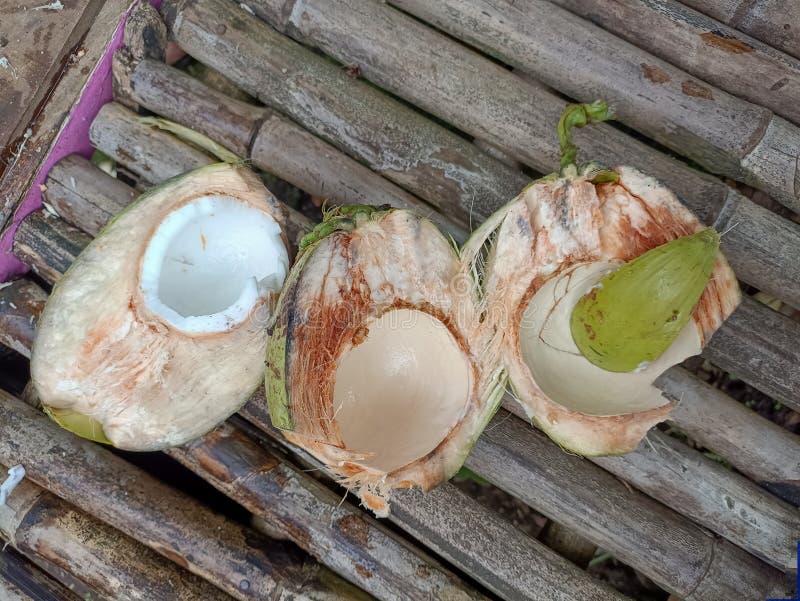 The Appearance of Coconut Trees on the Beach of the Island Stock Photo ...