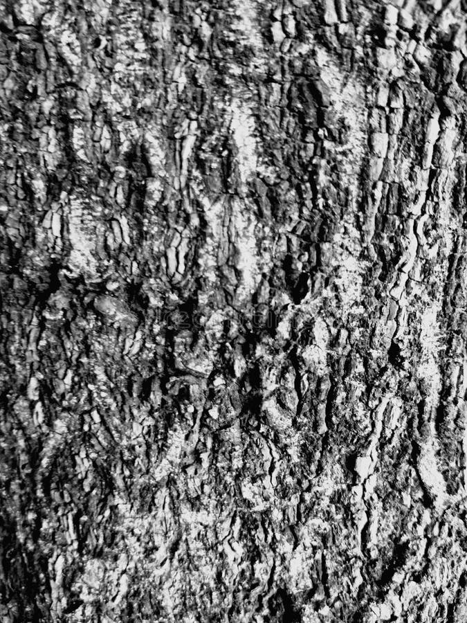 The Appearance of the Stem when Viewed from a Close Distance Stock ...