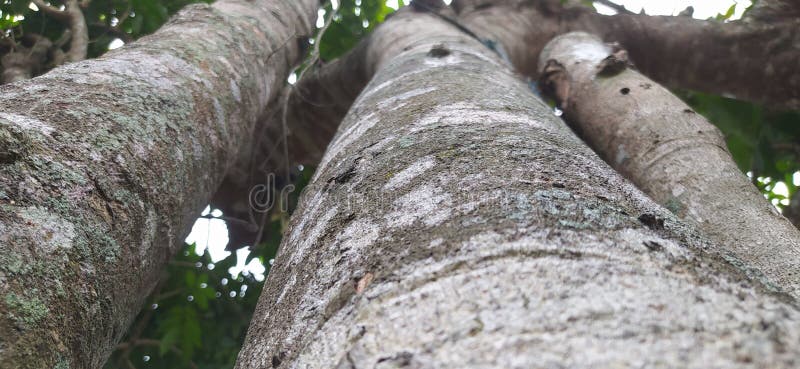The Appearance of the Tree Bark from a Close Distance Has Wrinkles and ...