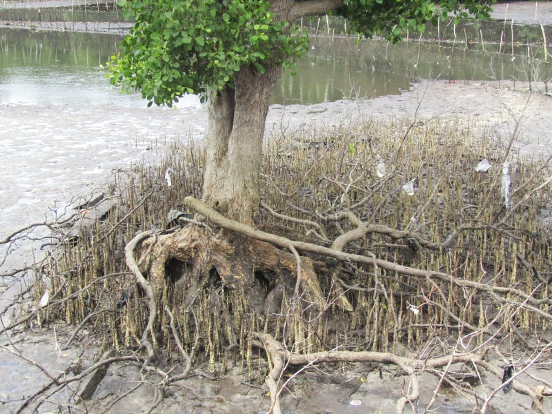 The Appearance of Tree Roots that Live in the Sea at Low Tide Stock ...
