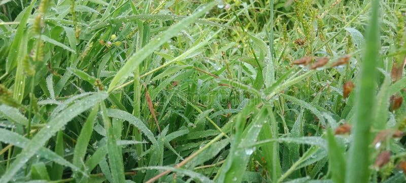 The Underbrush Forms Its Own Colony Consisting of a Wide Variety of ...