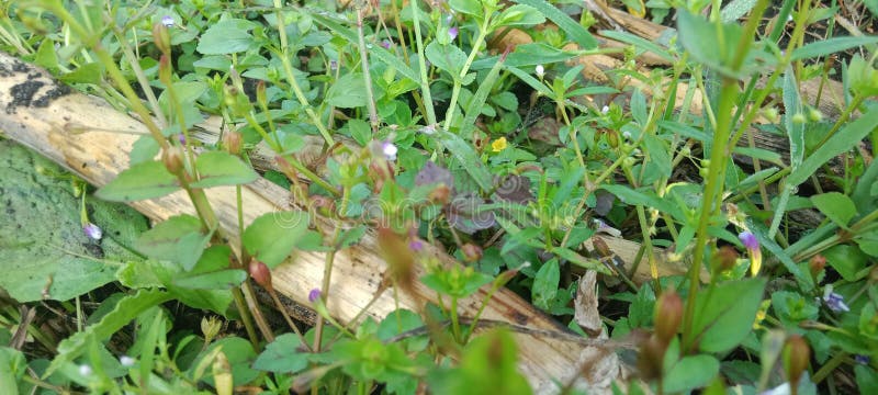 The Underbrush Forms Its Own Colony Consisting of a Wide Variety of ...