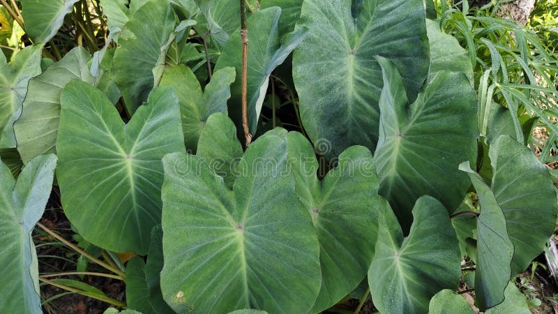 The Appearance of Yam Leaves in the Morning Stock Image - Image of ...