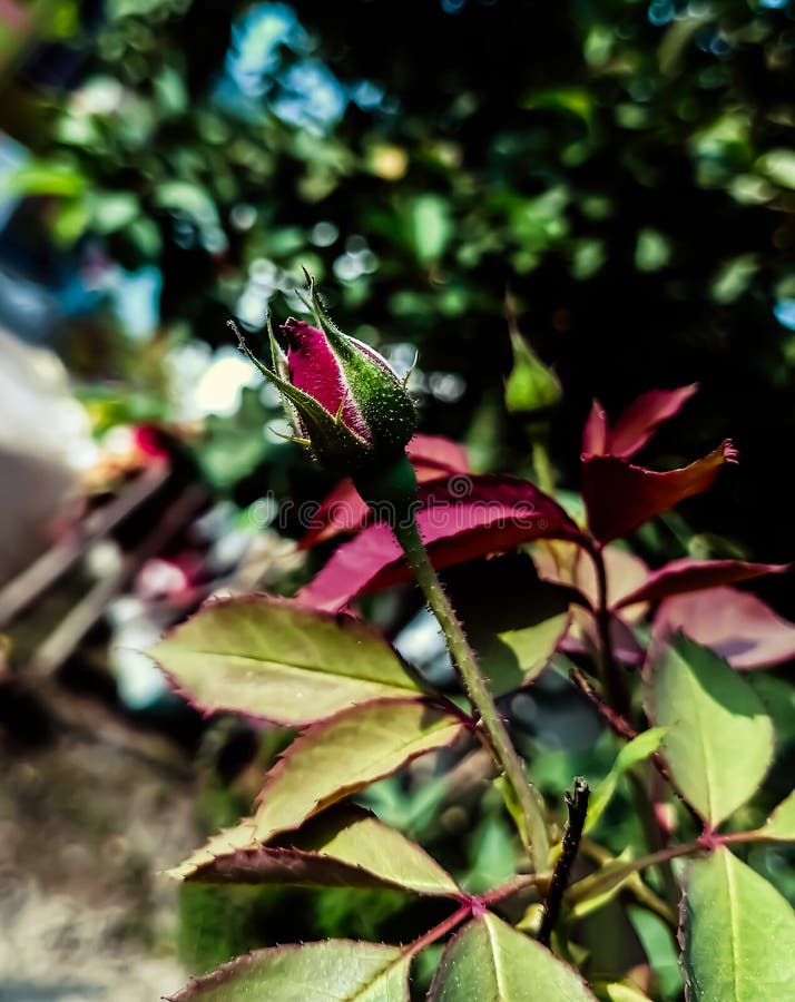 Appearing Rose Flower. New Bud of Rose Flower Stock Photo - Image of ...