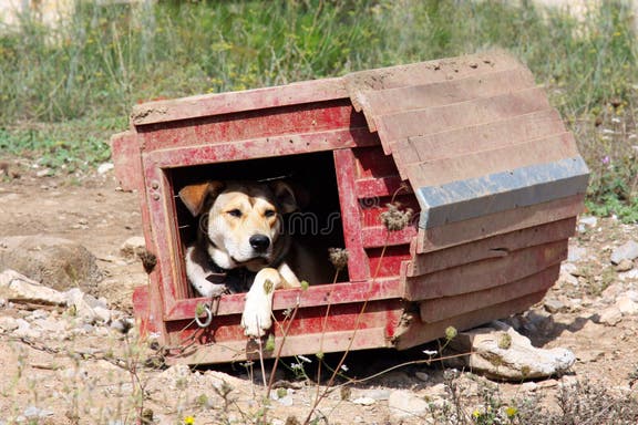 Appeasing dog stock image. Image of grass, warm, carpentry - 20718027