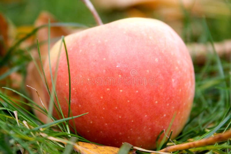 Appel stock afbeelding. Image of vrucht, verboden, adam - 3568009