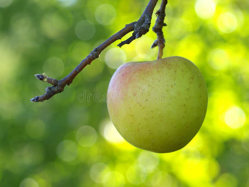 Appel op boom stock afbeelding. Image of boomgaard, voeding - 18558459