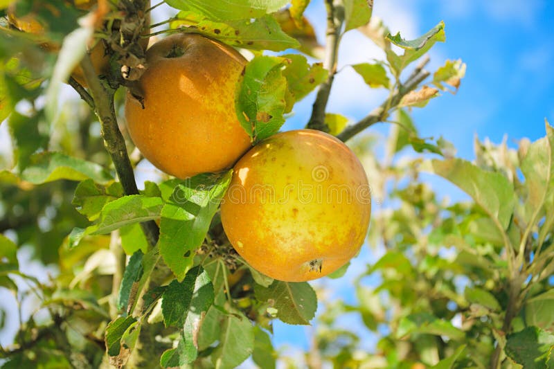 Appel Op Een Boom in Boomgaard Blauwe Hemel Stock Afbeelding - Image of ...