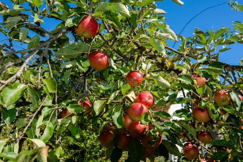 Appel tree in the garden stock photo. Image of harvest - 130056754