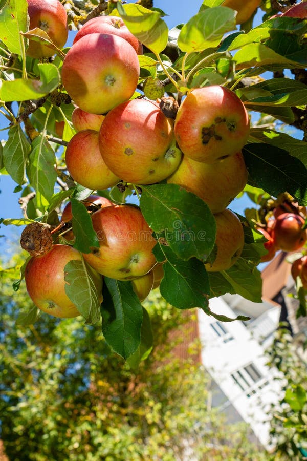 Appel tree in the garden stock photo. Image of leaf - 130056758