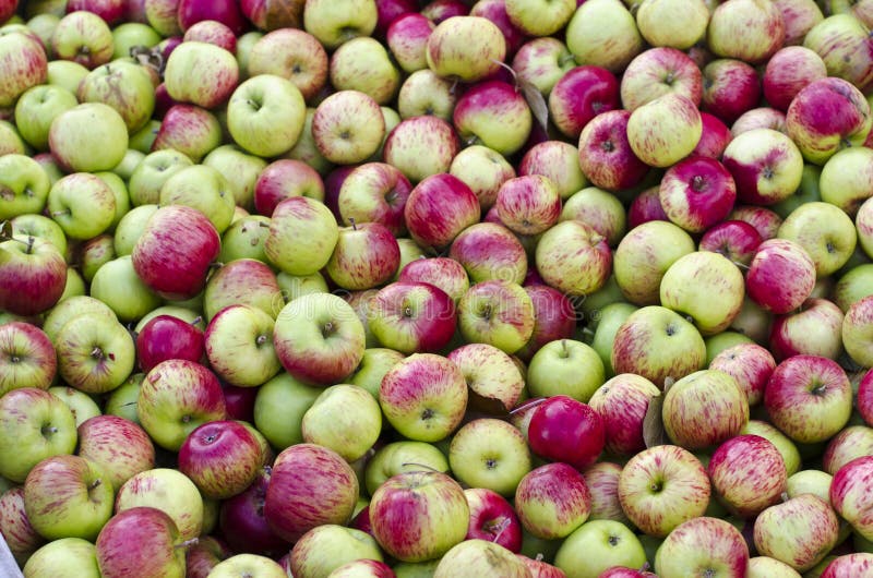 Appelen stock afbeelding. Image of sluit, nagerecht, installatie - 24301987