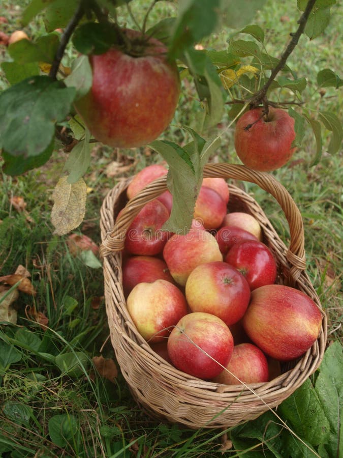 Appelen stock foto. Image of seizoen, vrucht, nave, landschap - 31856676