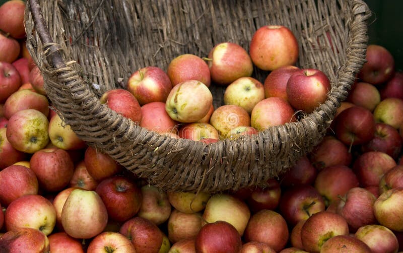 Appelen stock afbeelding. Image of achtergrond, druiven - 6560231