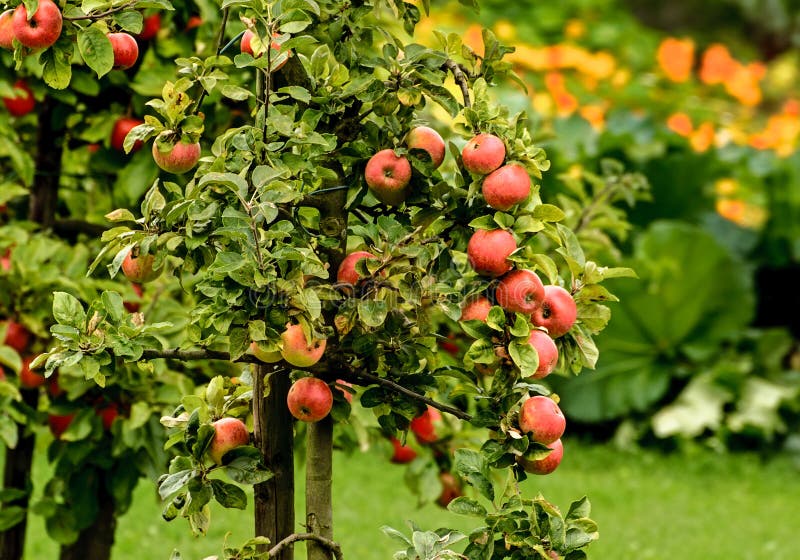 De Boom Van De Appel in Platteland Stock Foto - Image of takken ...