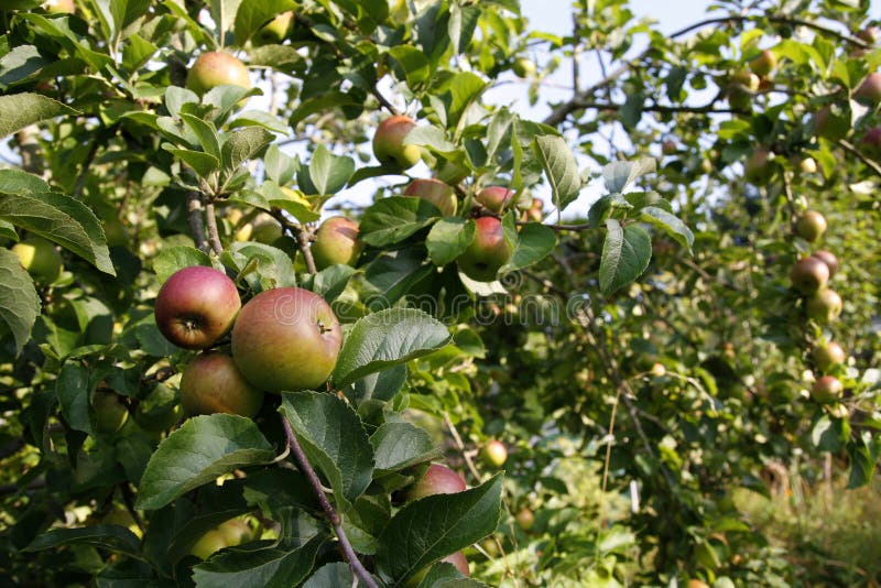 Boomgaard De Bomen Van De Appel Groeiende Organische Appelen Stock Foto ...