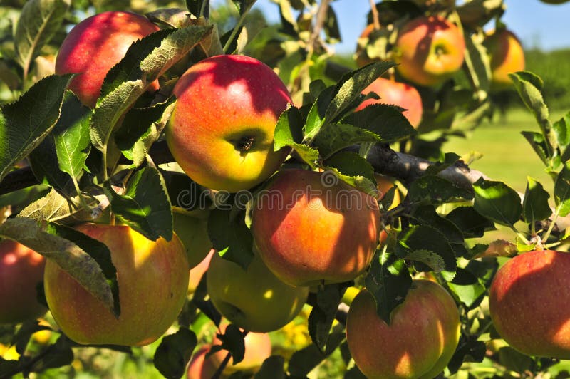 Appelen op boom stock afbeelding. Image of rood, bomen - 8076767