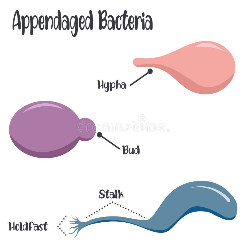 Appendaged Bacteria Vector Diagram Stock Vector - Illustration of ...
