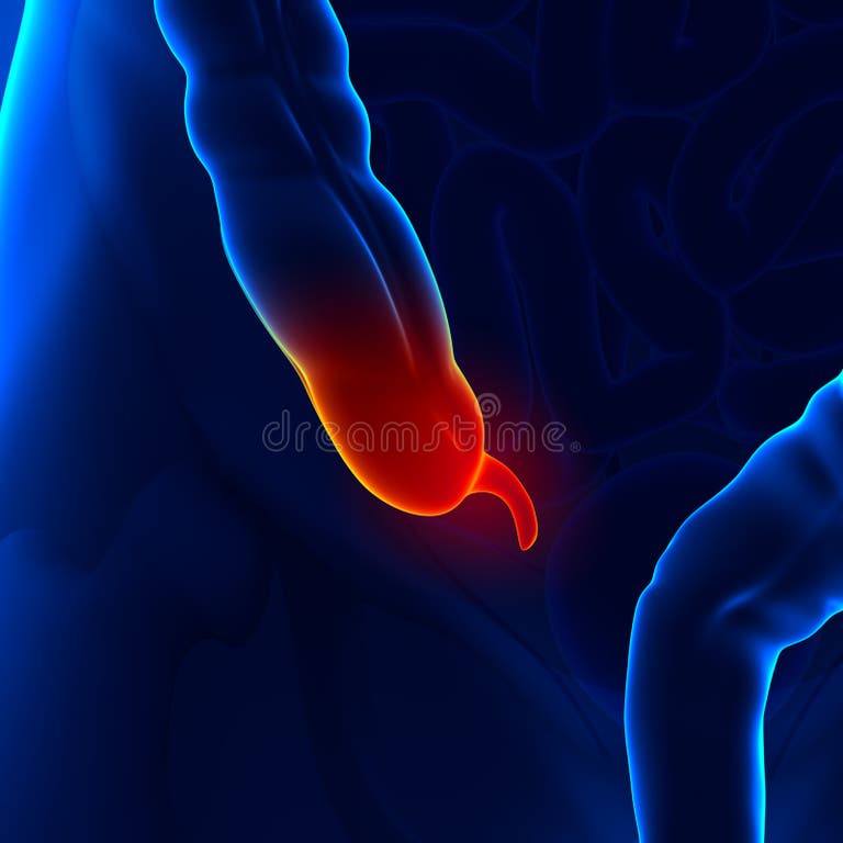 Appendix Anatomy Stock Illustrations – 5,195 Appendix Anatomy Stock ...