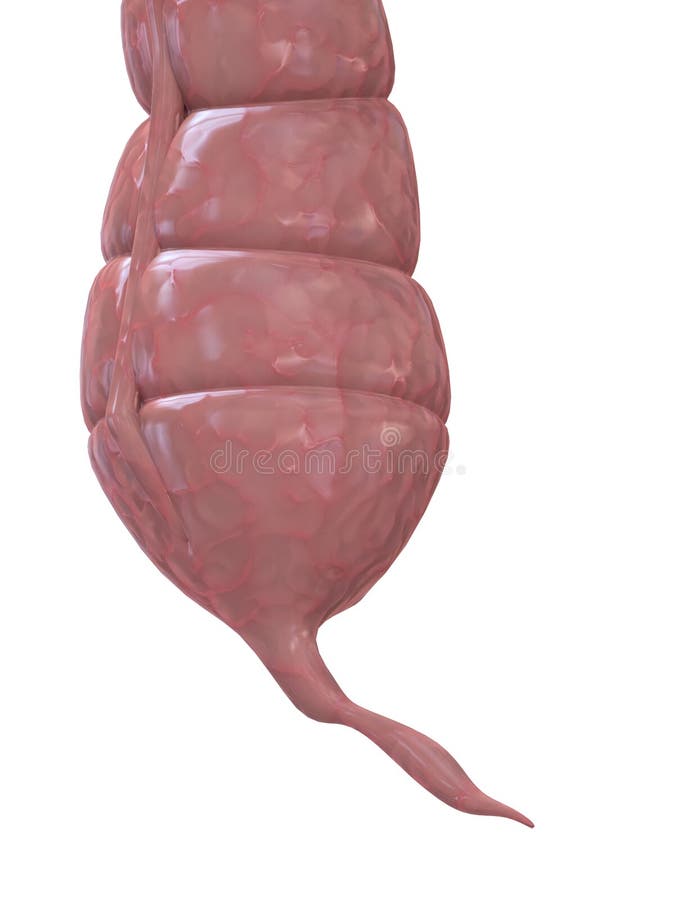 Appendix stock illustration. Illustration of science, body - 5971479