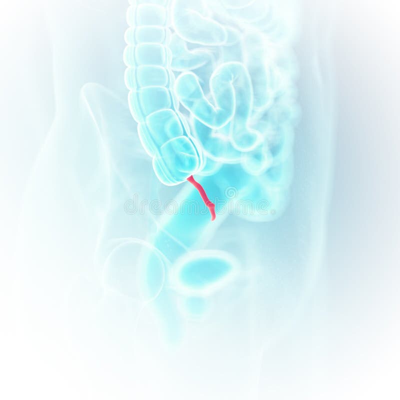The appendix stock illustration. Illustration of accurate - 127825575