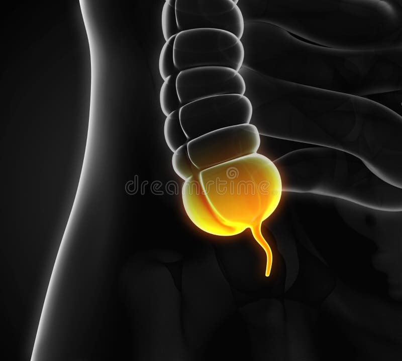 Appendix Pain Illustration stock illustration. Illustration of body ...