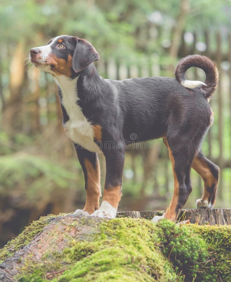Appenzeller puppy stock image. Image of obedient, cute - 93266759
