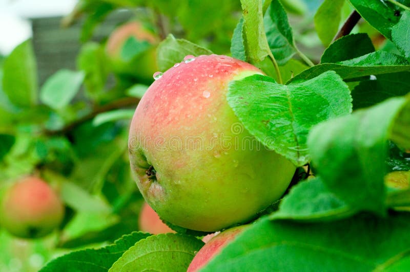Appetizing apple on branch stock image. Image of refreshment - 13590629