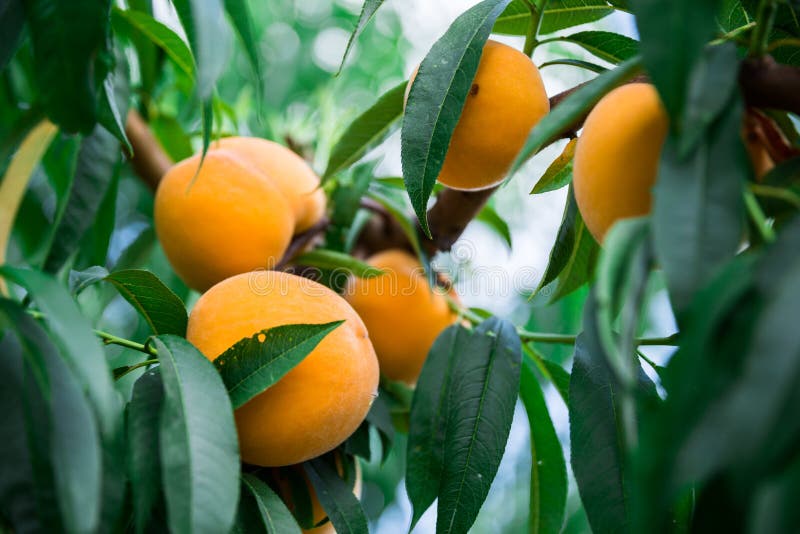 Yellow peaches stock image. Image of cooking, fresh, healthy - 98108139