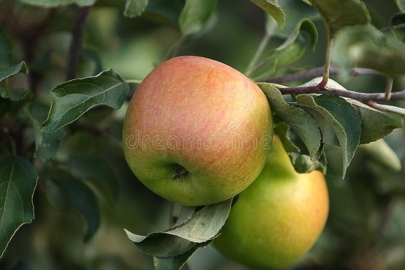 Winter stock photo. Image of montain, bole, fresh, mood - 117132