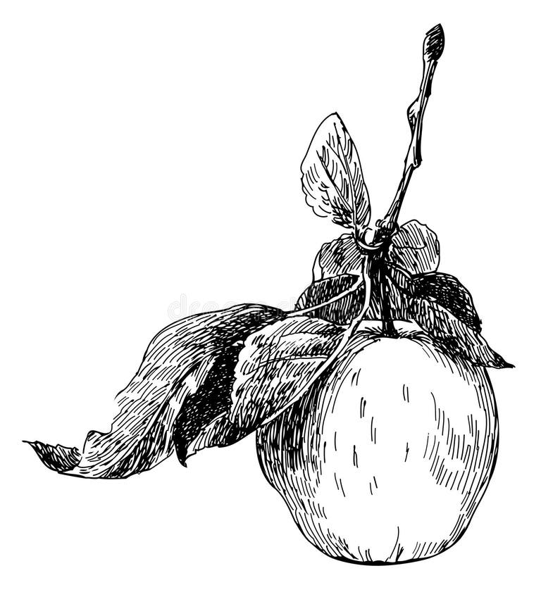 Trace Apple Stock Illustrations – 654 Trace Apple Stock Illustrations ...
