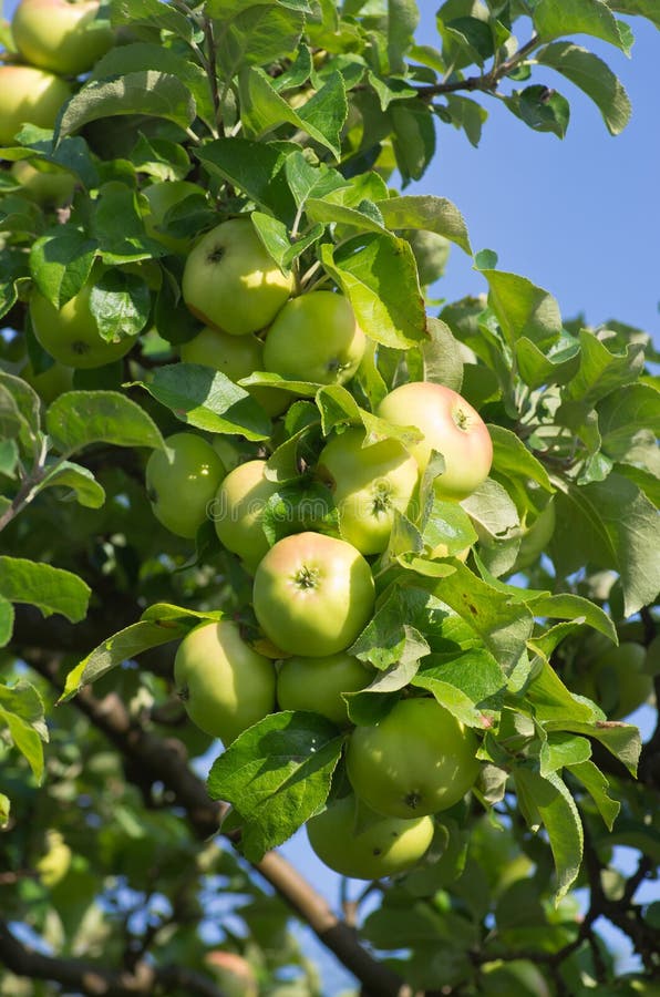 Apple stock photo. Image of food, outdoors, eatable, fruit - 20928864