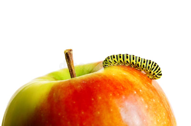 Apple stock image. Image of animal, climbing, macro, life - 26252643